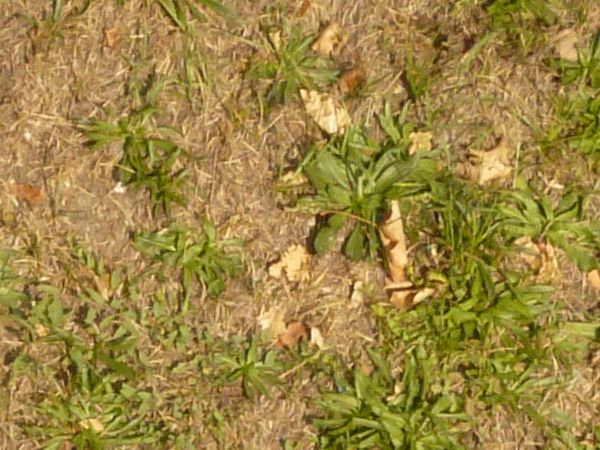 brown ground texture 0005 - Texturelib